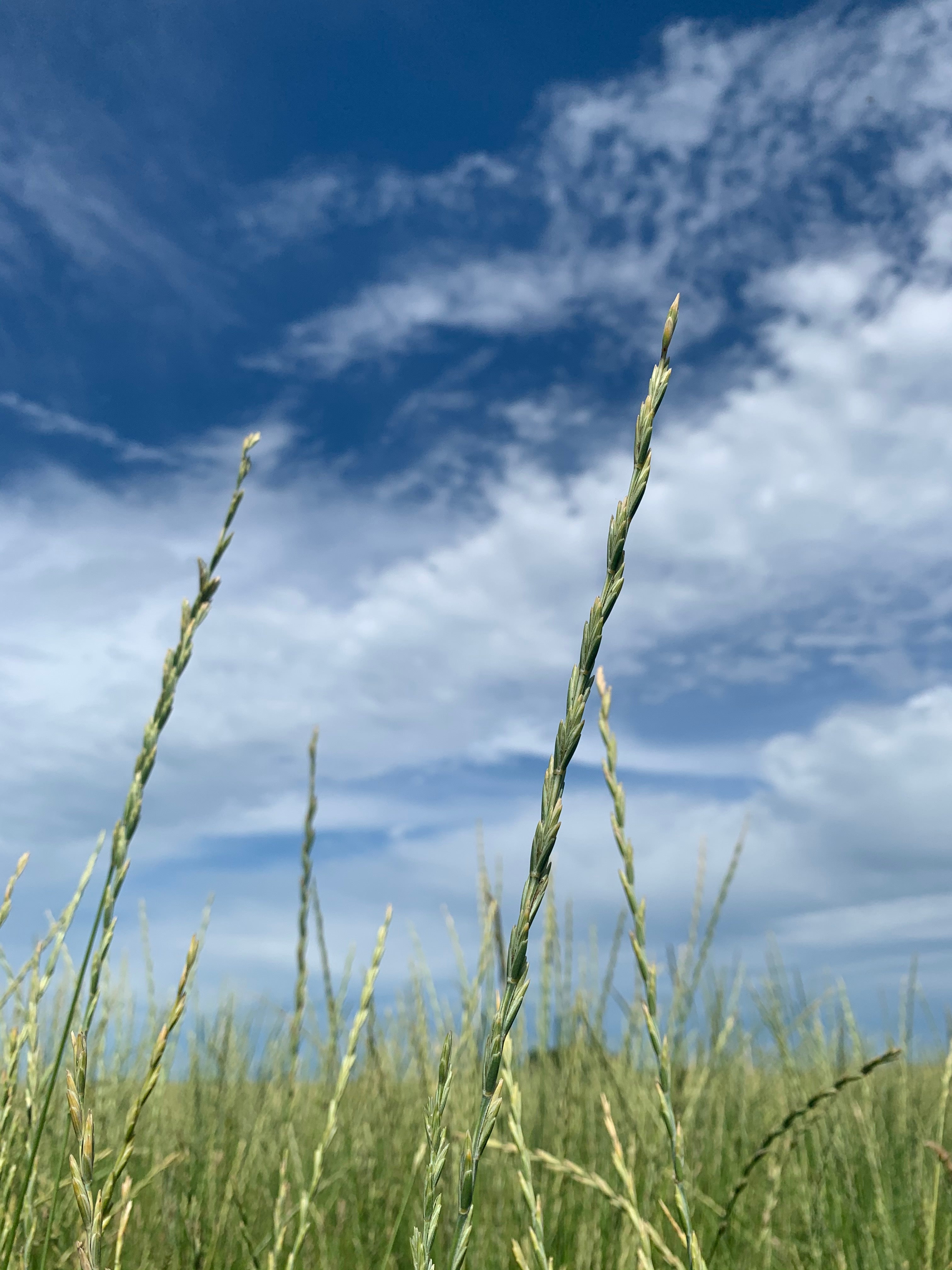 August Campaign update – Perennial Pantry