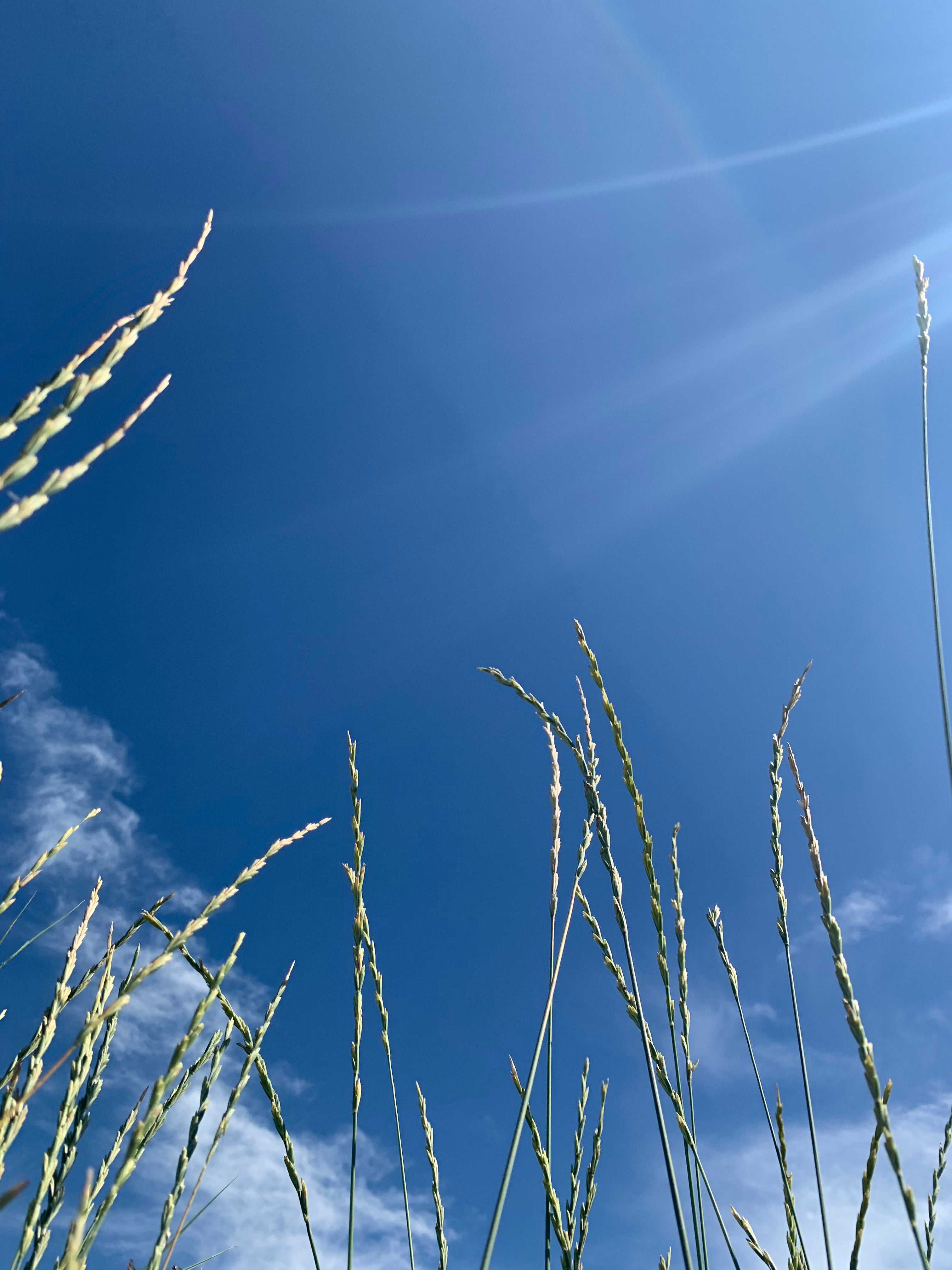 The Perennial Solution – Perennial Pantry